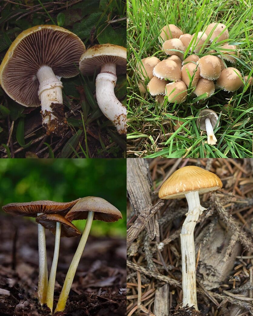 How To Identify Magic Mushrooms | DoubleBlind Mag